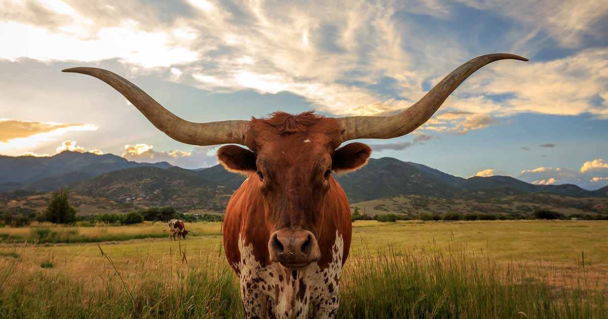 Welcome - The Fagan Ranch